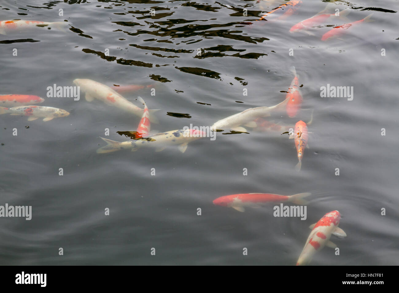 Japan fish call Carp or Koi fish colorful swimming in the pond Stock ...