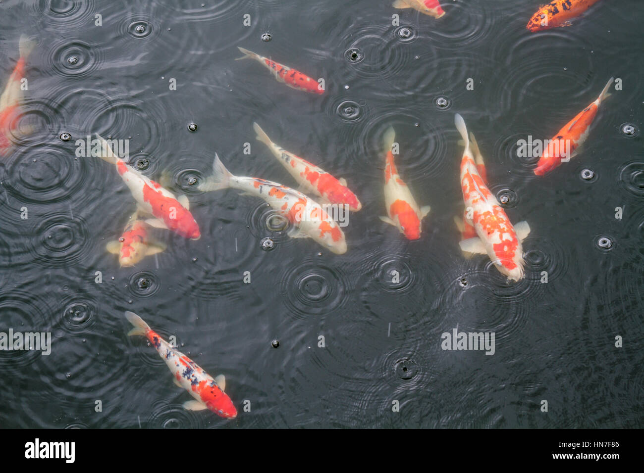 Japan fish call Carp or Koi fish colorful swimming in the pond Stock ...