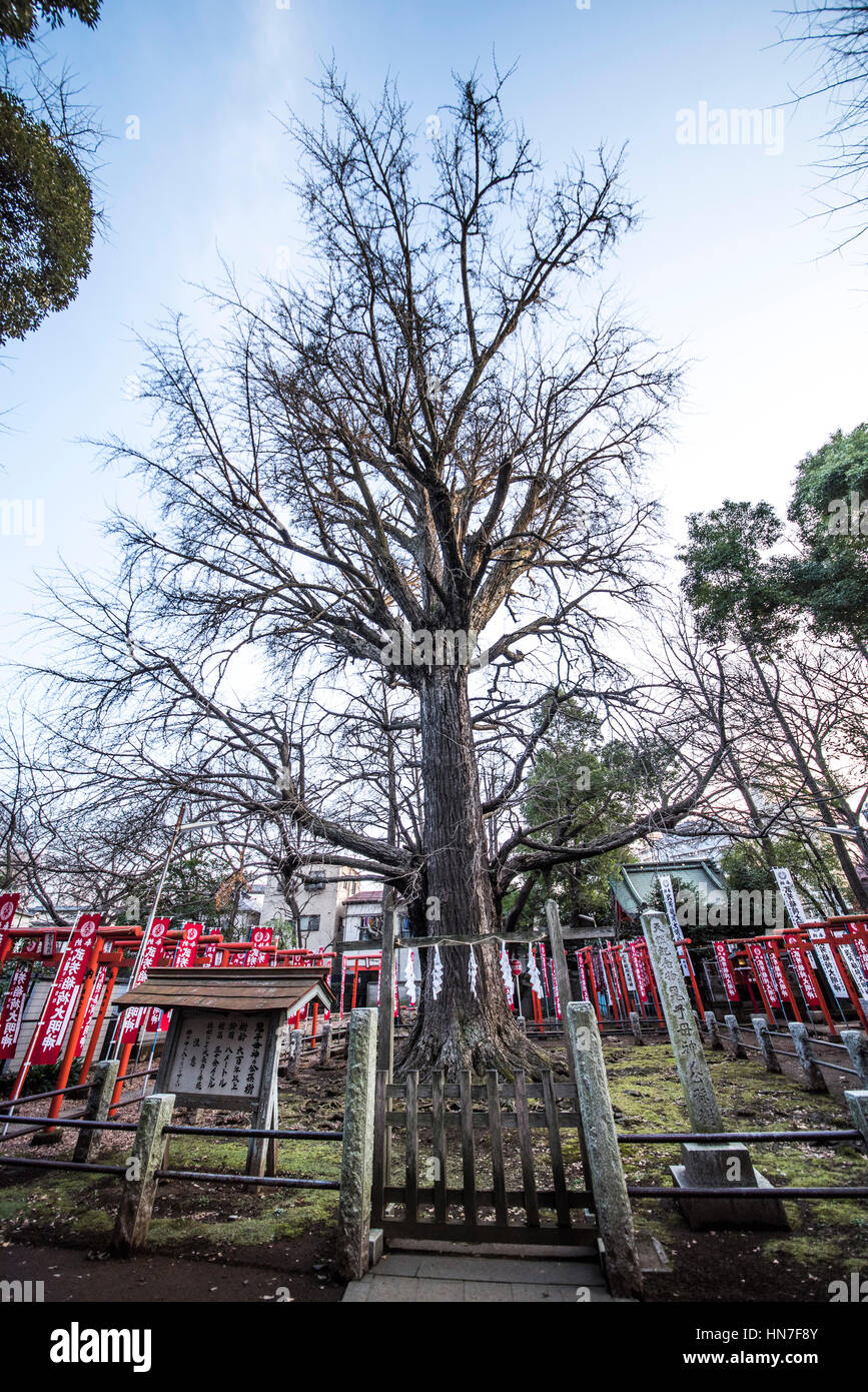 Sacred tree Kishimojin Jinja, Zoshigaya, Toshima-Ku, Tokyo, Japan Stock ...