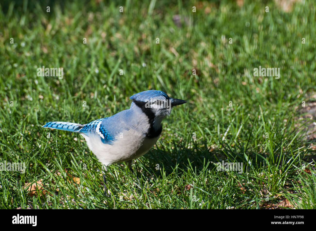 Male blue jay hi-res stock photography and images - Alamy