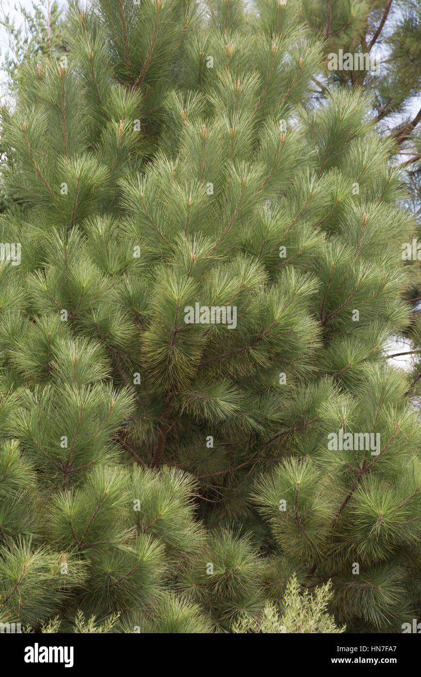 Close up of a deep green pine tree Stock Photo - Alamy