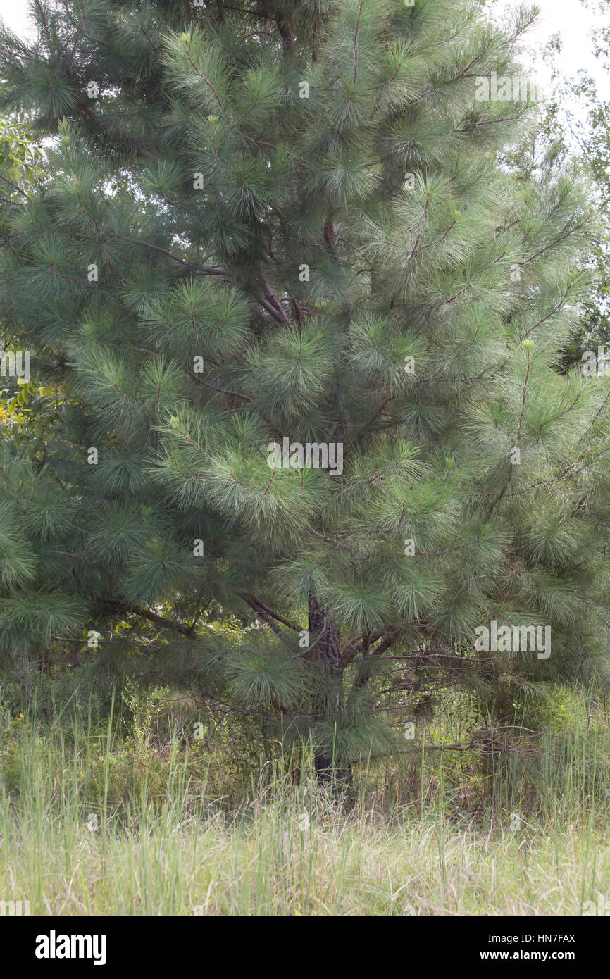 Pine tree growing in a field of weeds Stock Photo - Alamy