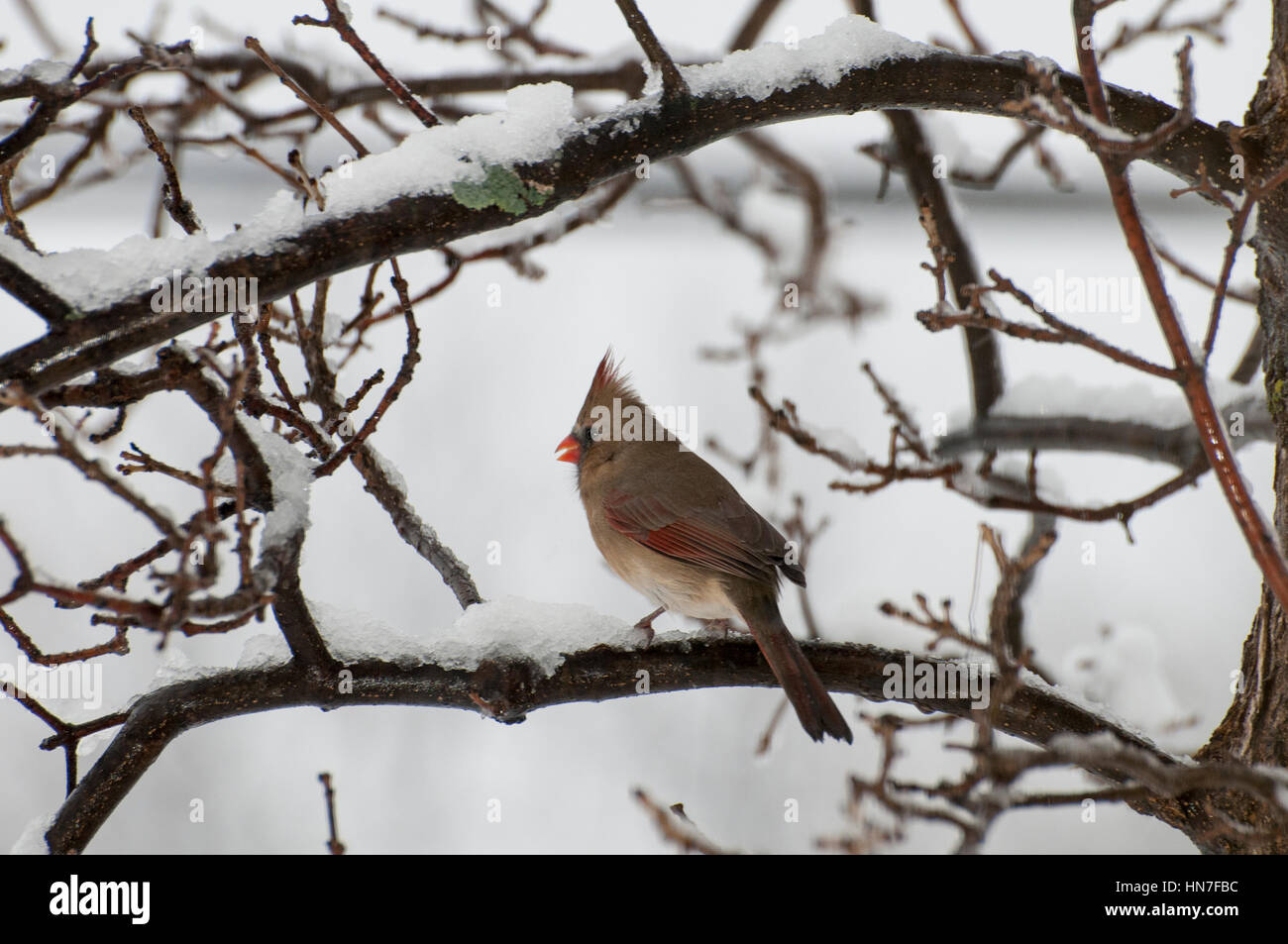 Cardinal sitting in tree hi-res stock photography and images - Alamy
