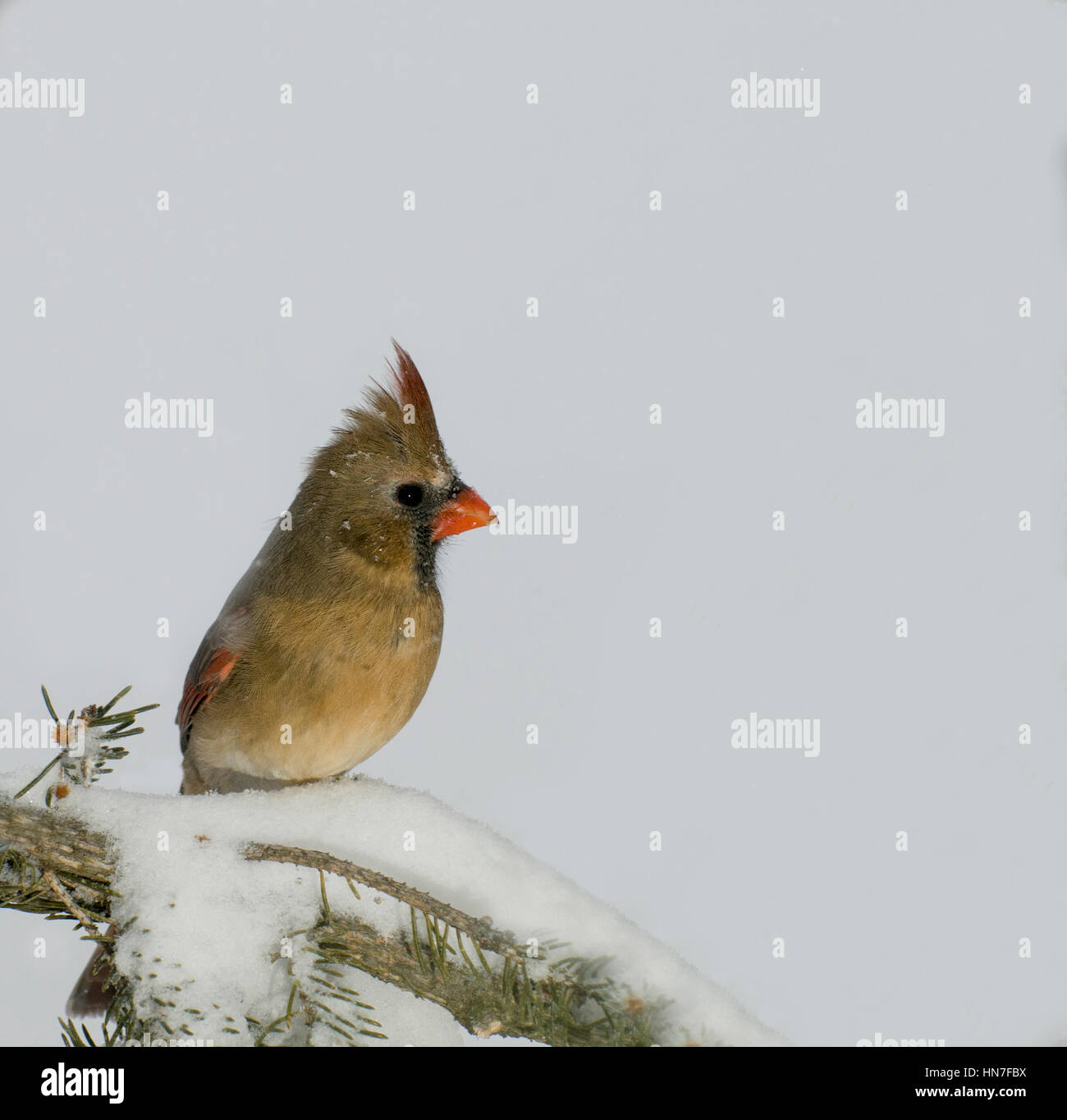 Vadnais Heights, Minnesota. Female Northern Cardinal, Cardinalis ...