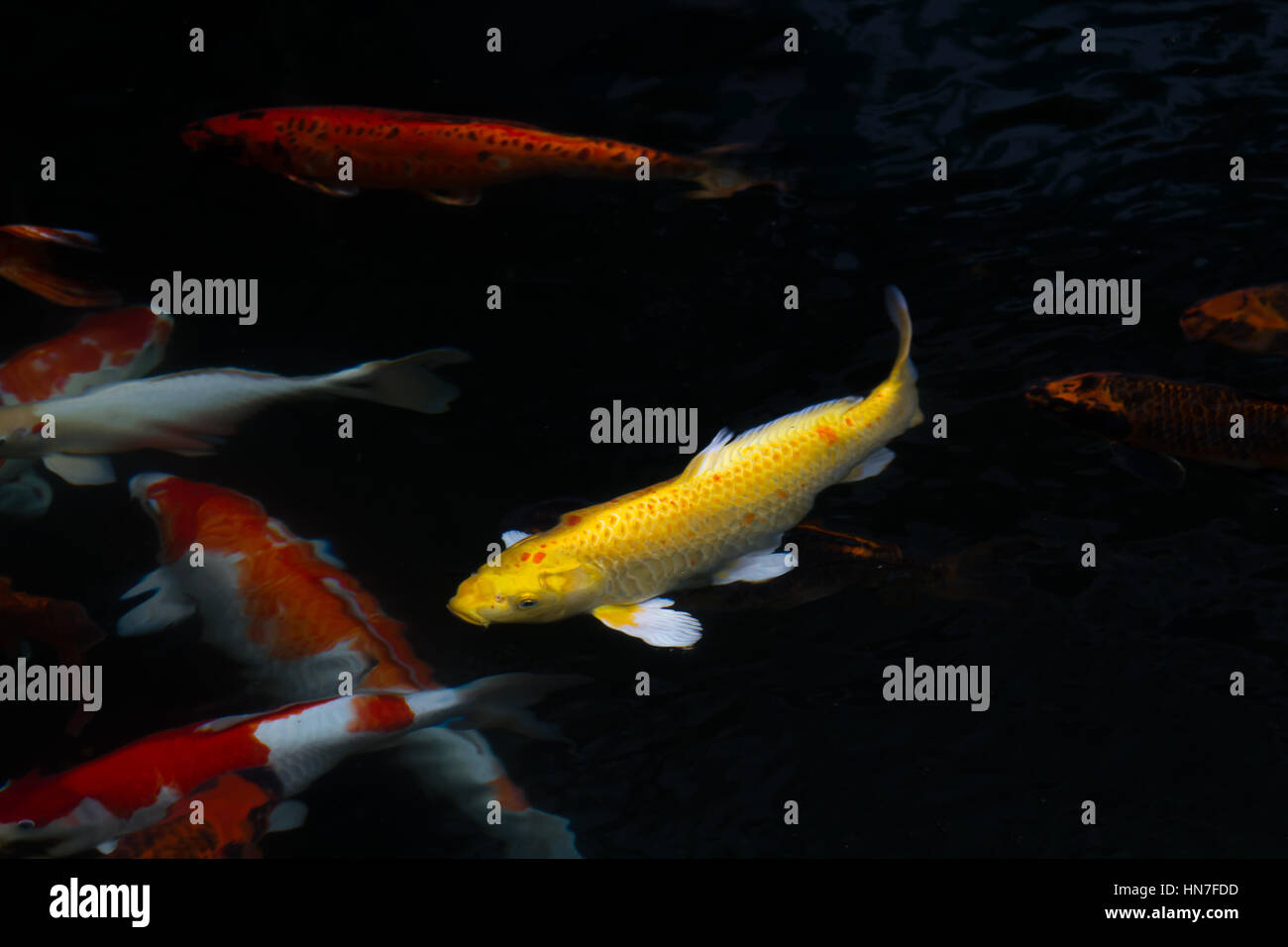 Japan fish call Carp or Koi fish colorful swimming in the pond Stock ...