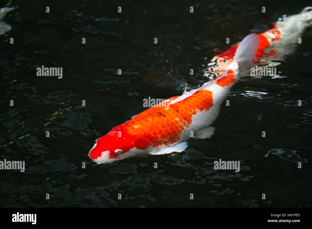 Japan fish call Carp or Koi fish colorful swimming in the pond Stock ...