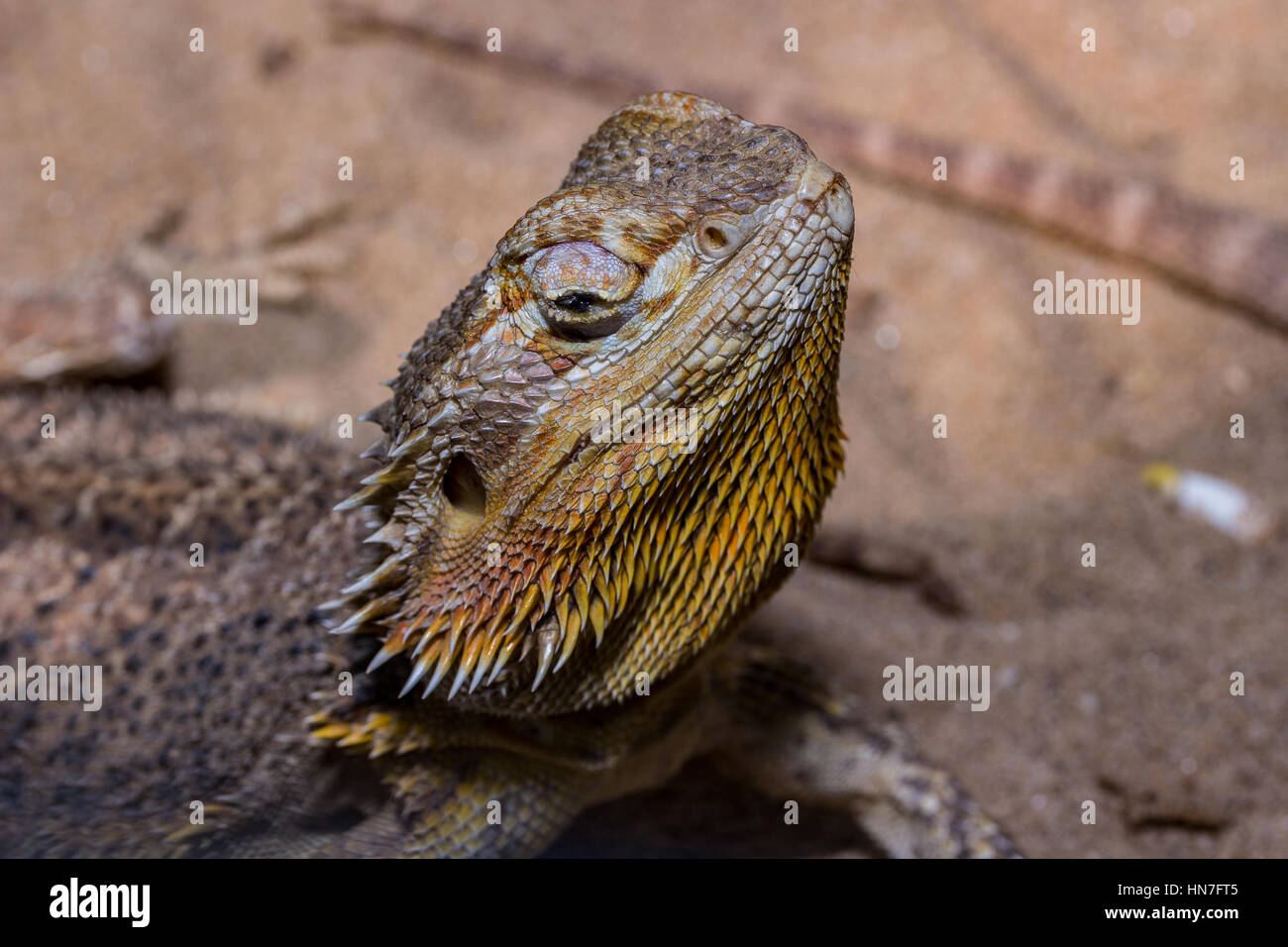 golden bearded dragon lizard sunbathing on the ground Stock Photo - Alamy