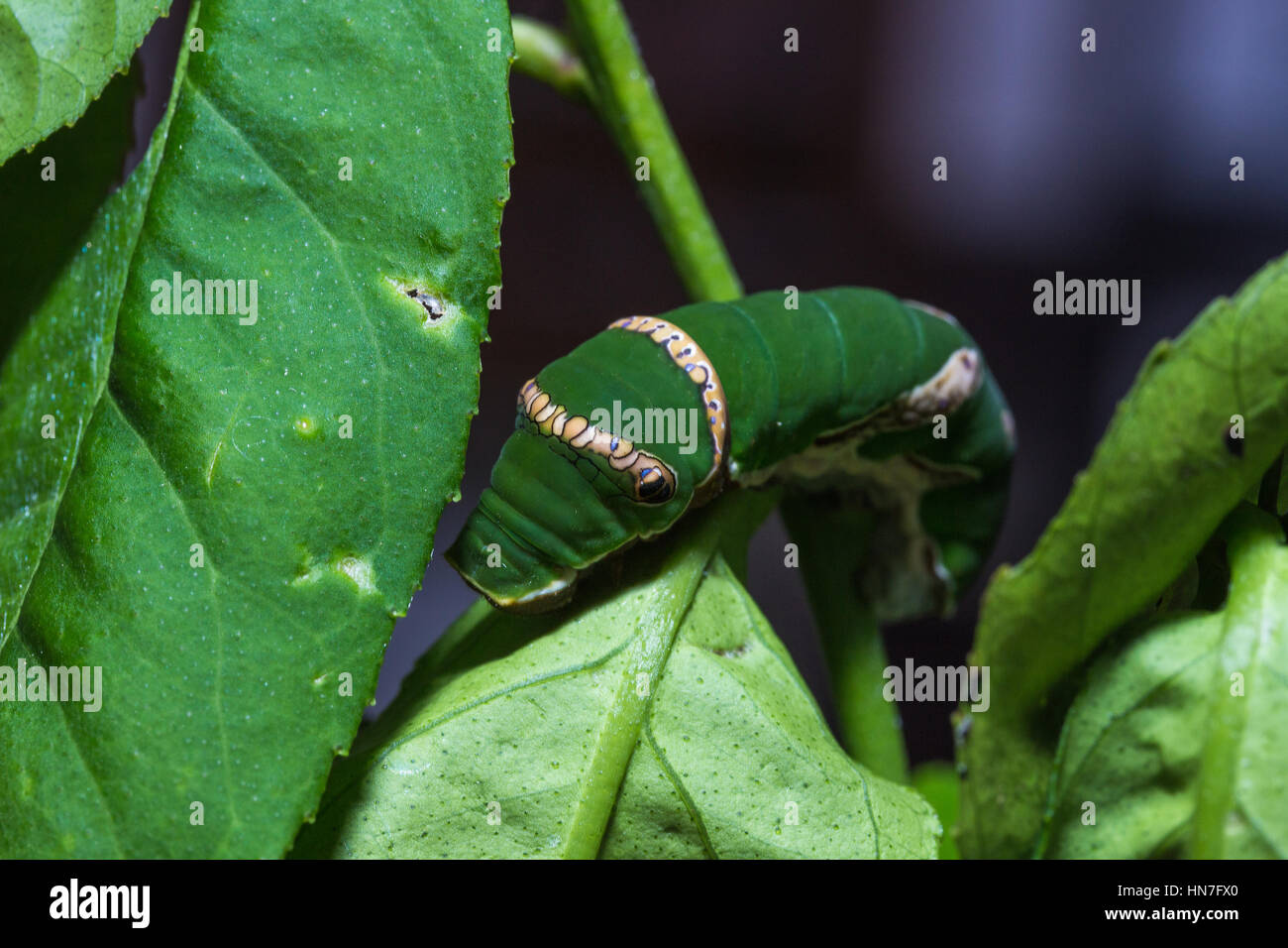 Butterfly worm hi-res stock photography and images - Alamy