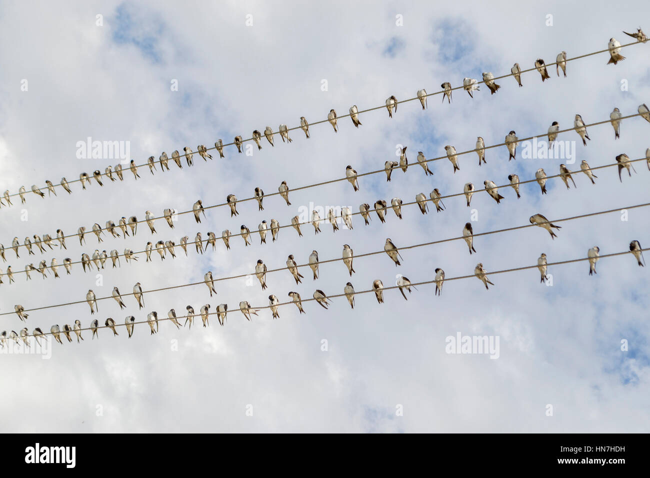Birds on wire Stock Photo - Alamy