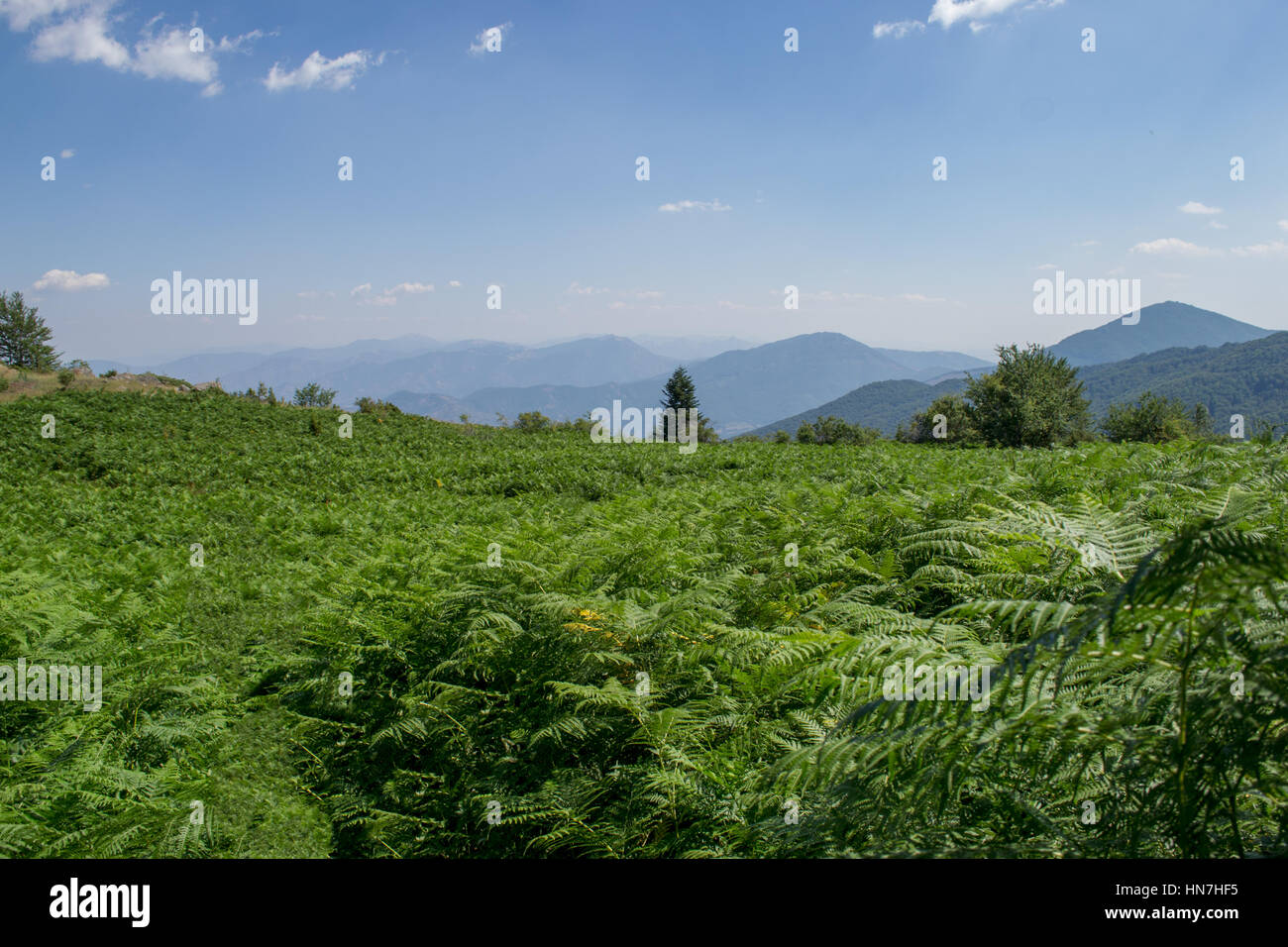 Green fern field, under blue sky Stock Photo - Alamy