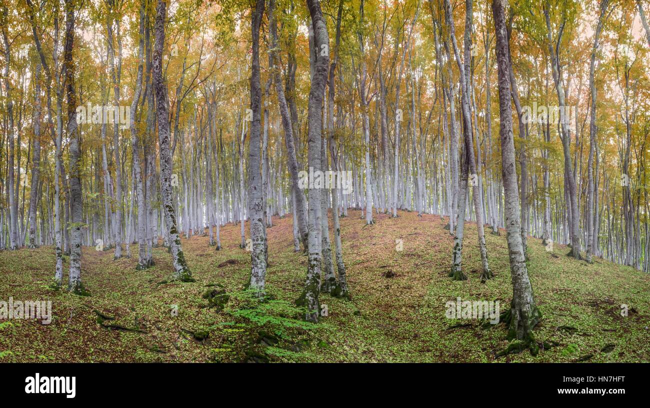 So fresh green hi-res stock photography and images - Alamy