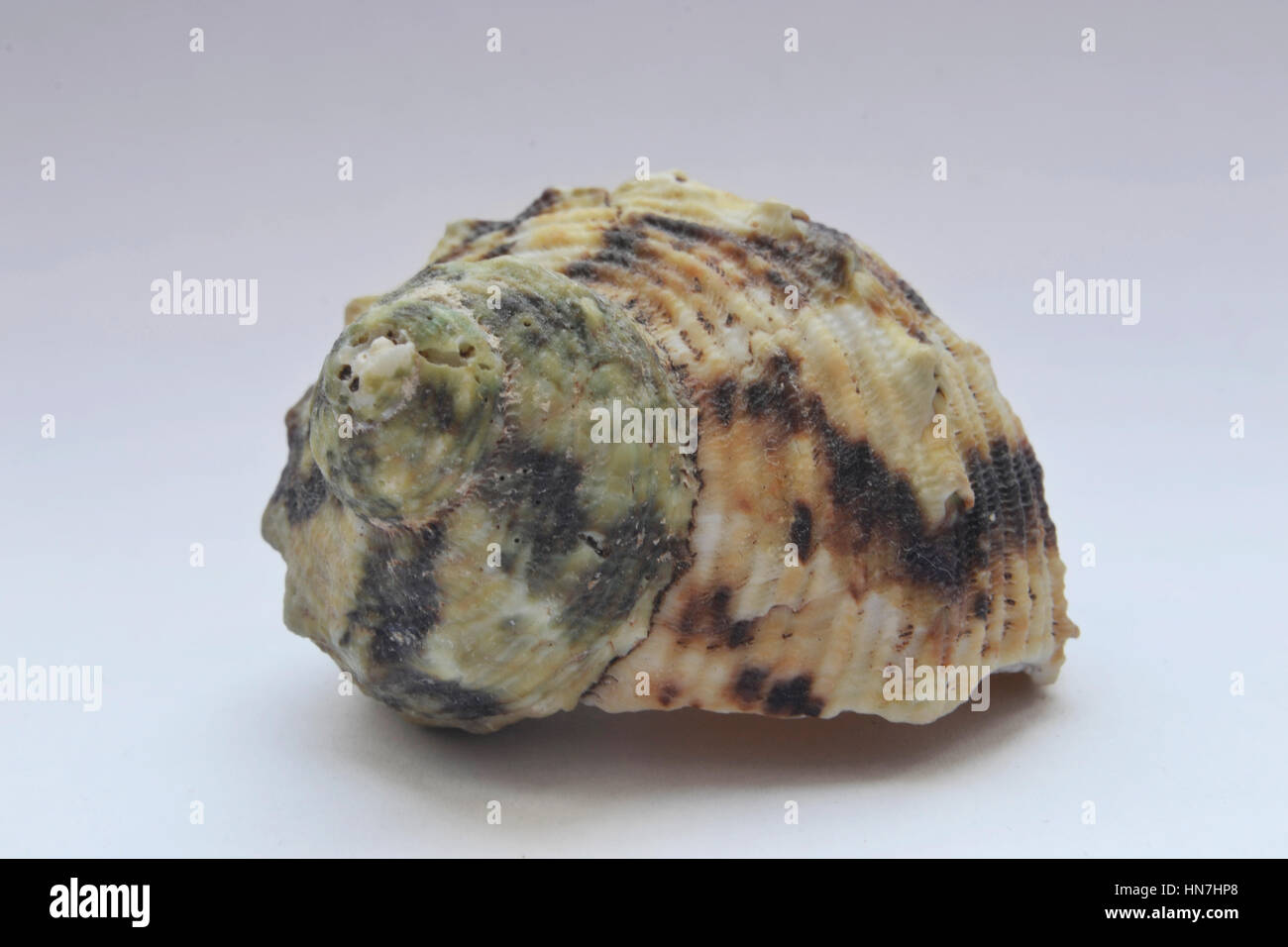 Spiral twisted shell hi-res stock photography and images - Alamy