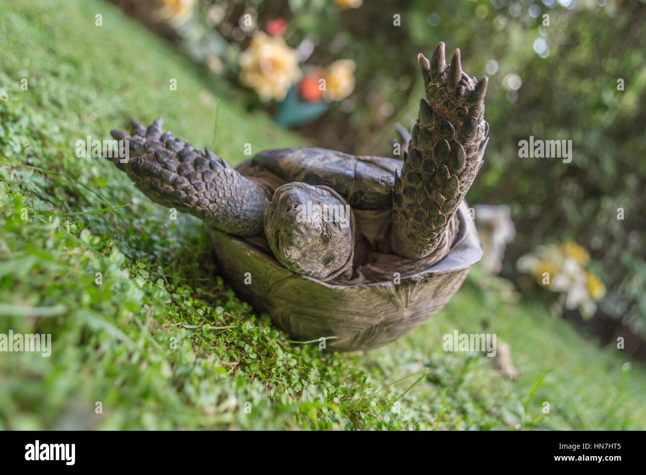 Turtle strugling to turn on her feet Stock Photo - Alamy
