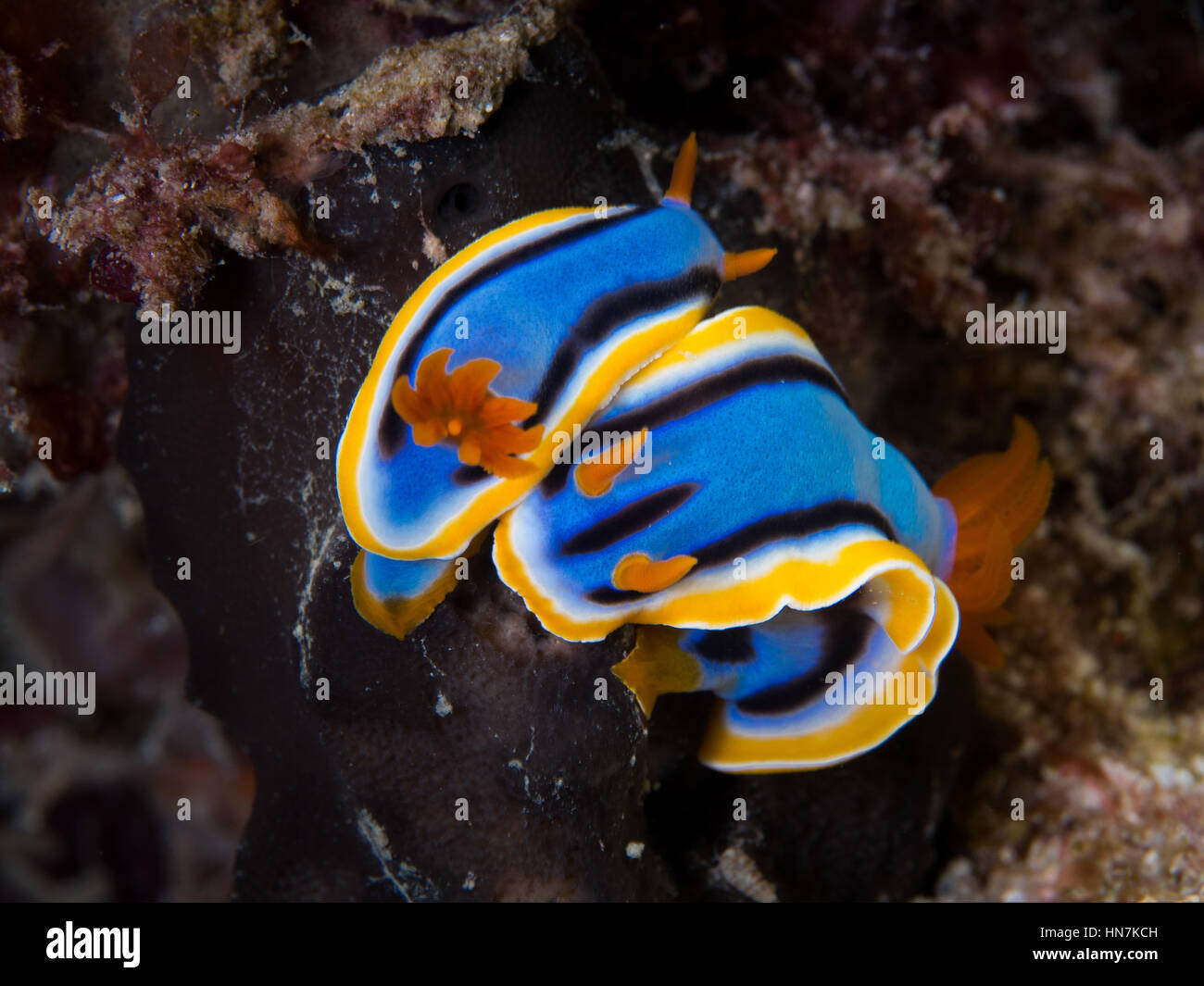 Annas slug hi-res stock photography and images - Alamy
