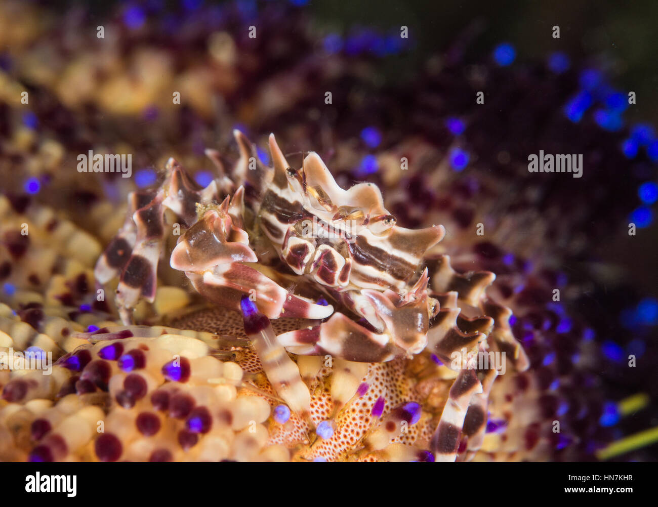 Zebra crab on fire urchin Stock Photo - Alamy
