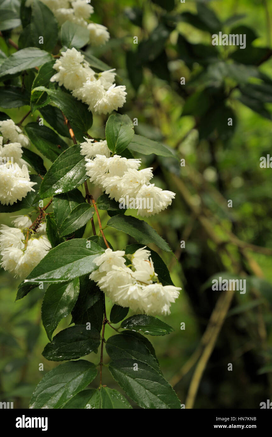 Philadelphus cultivar 'virginalis group' Stock Photo - Alamy
