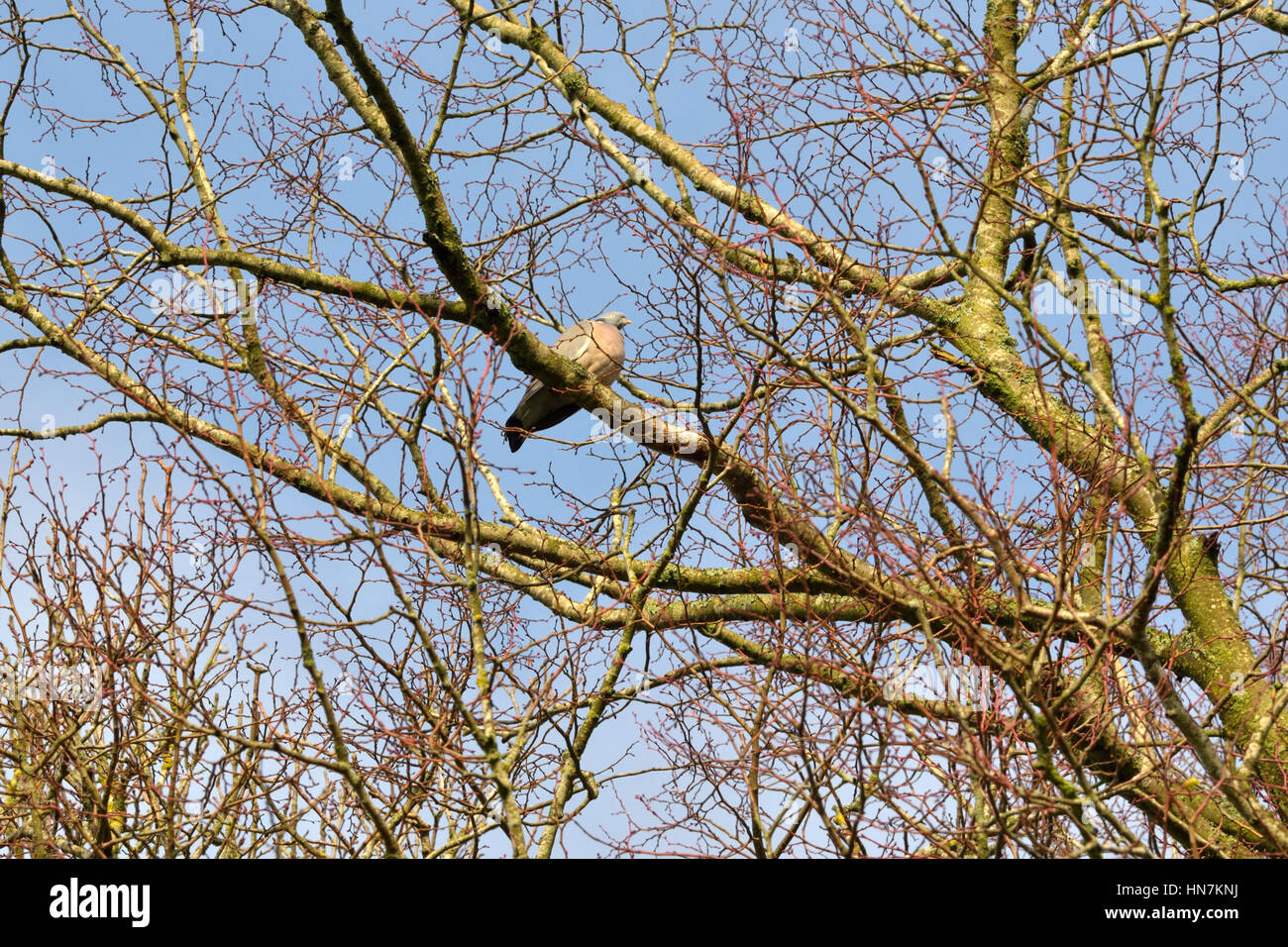 Pigeon in a Tree Stock Photo - Alamy