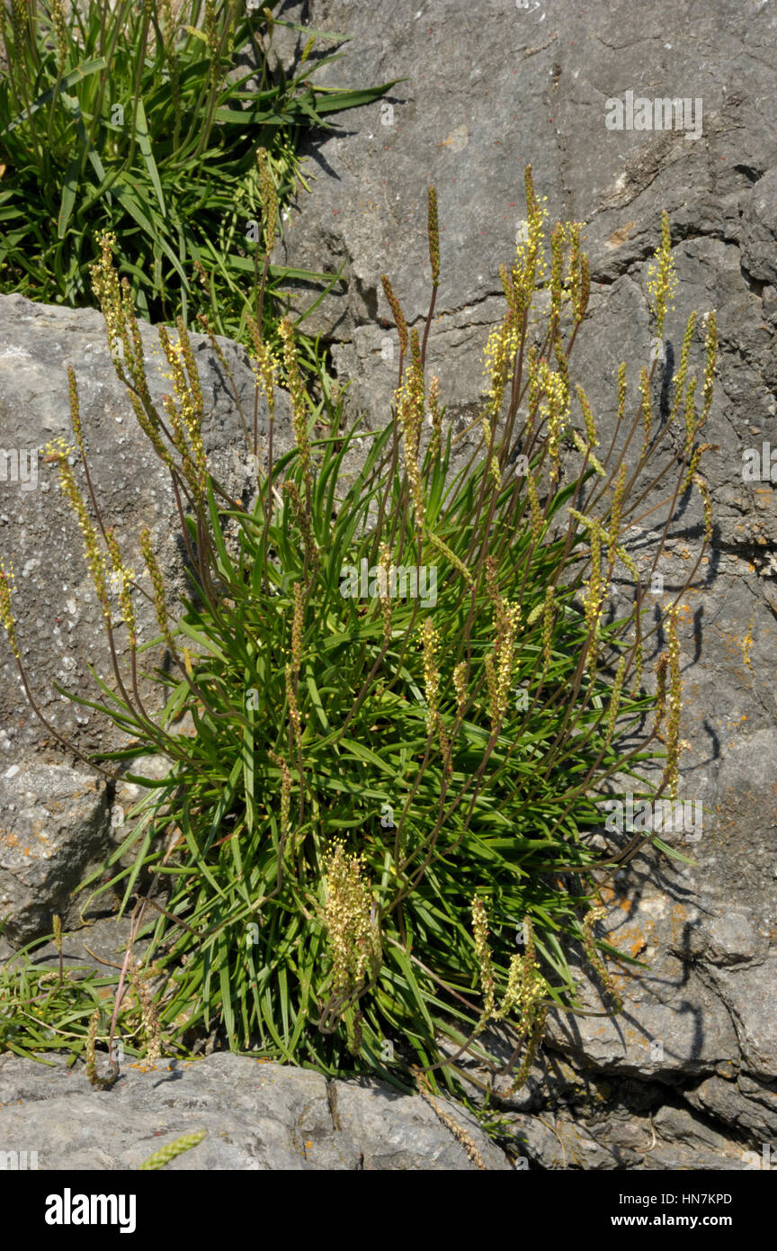 Sea Plantain, Plantago maritima on rocks Stock Photo - Alamy
