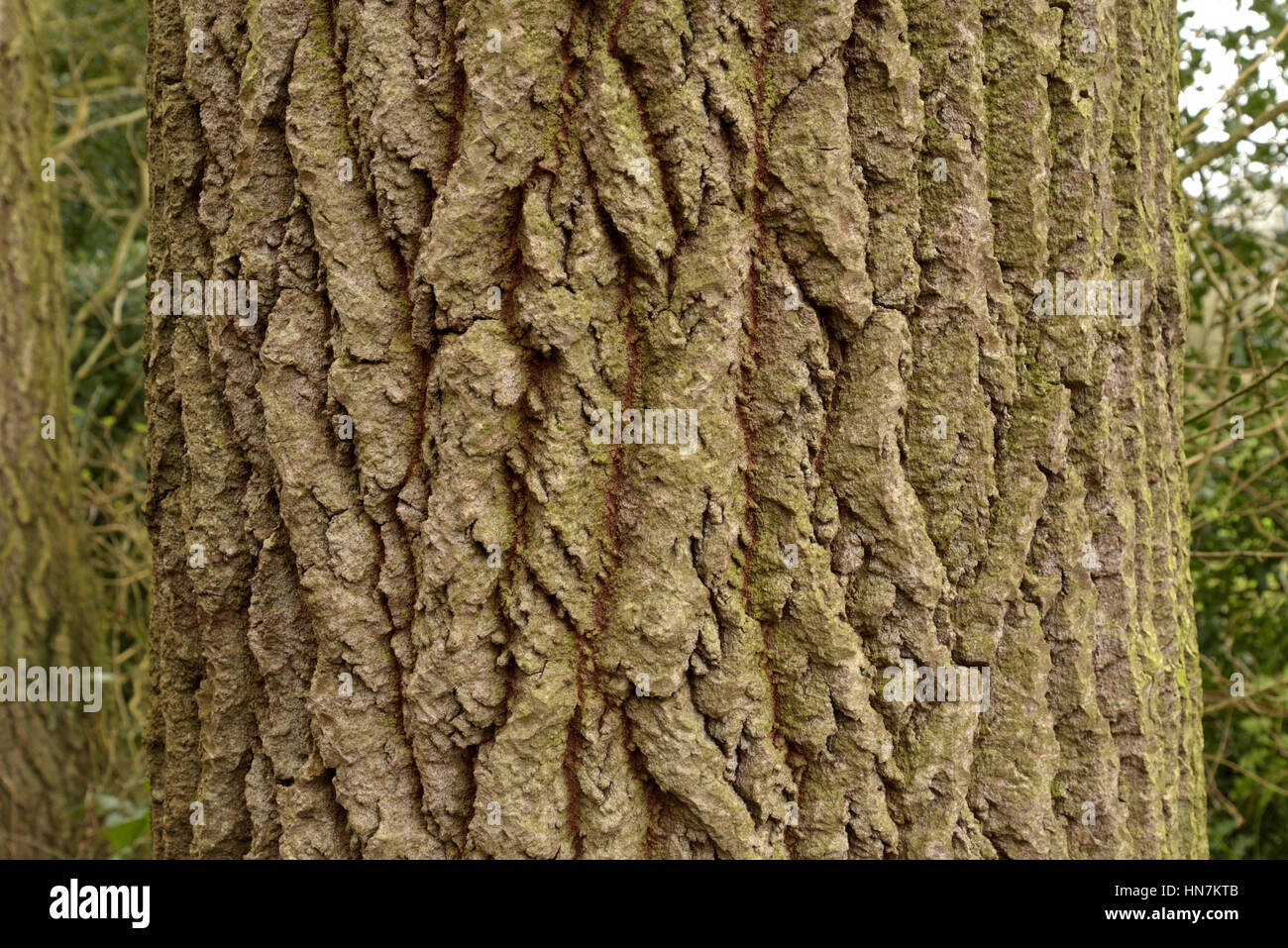 Populus tremula hi-res stock photography and images - Alamy