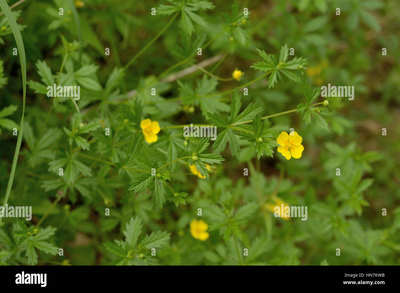 Tormentil, Potentilla erecta subspecies strictissima Stock Photo - Alamy