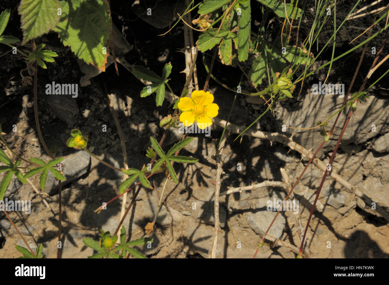 Creeping Cinquefoil, Potentilla reptans Stock Photo - Alamy