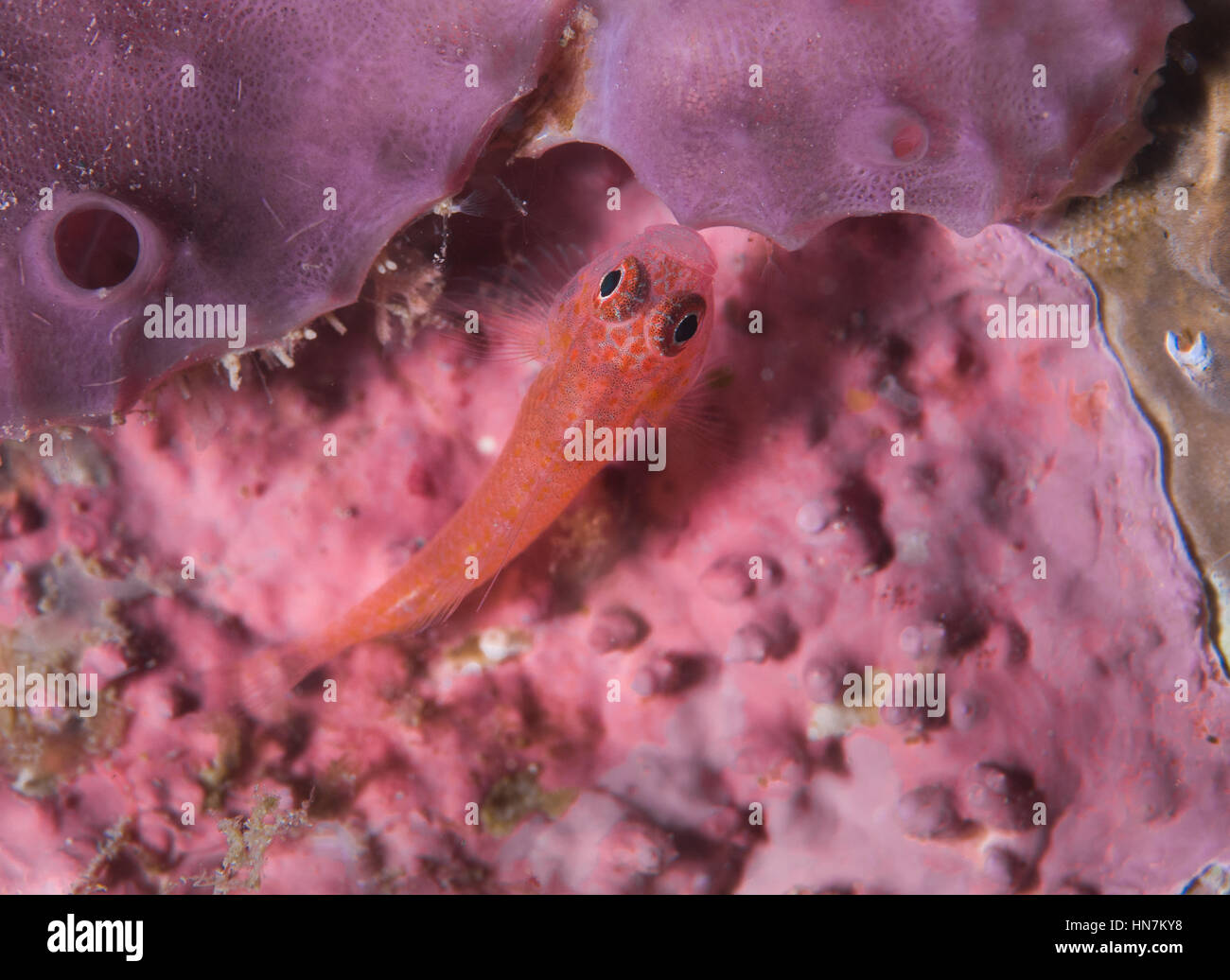 Pink goby on sponge Stock Photo - Alamy