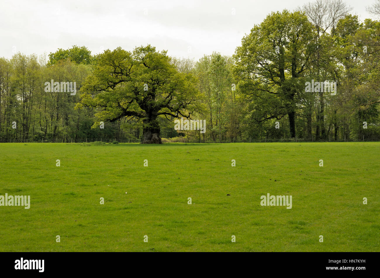Pollard tree hi-res stock photography and images - Alamy