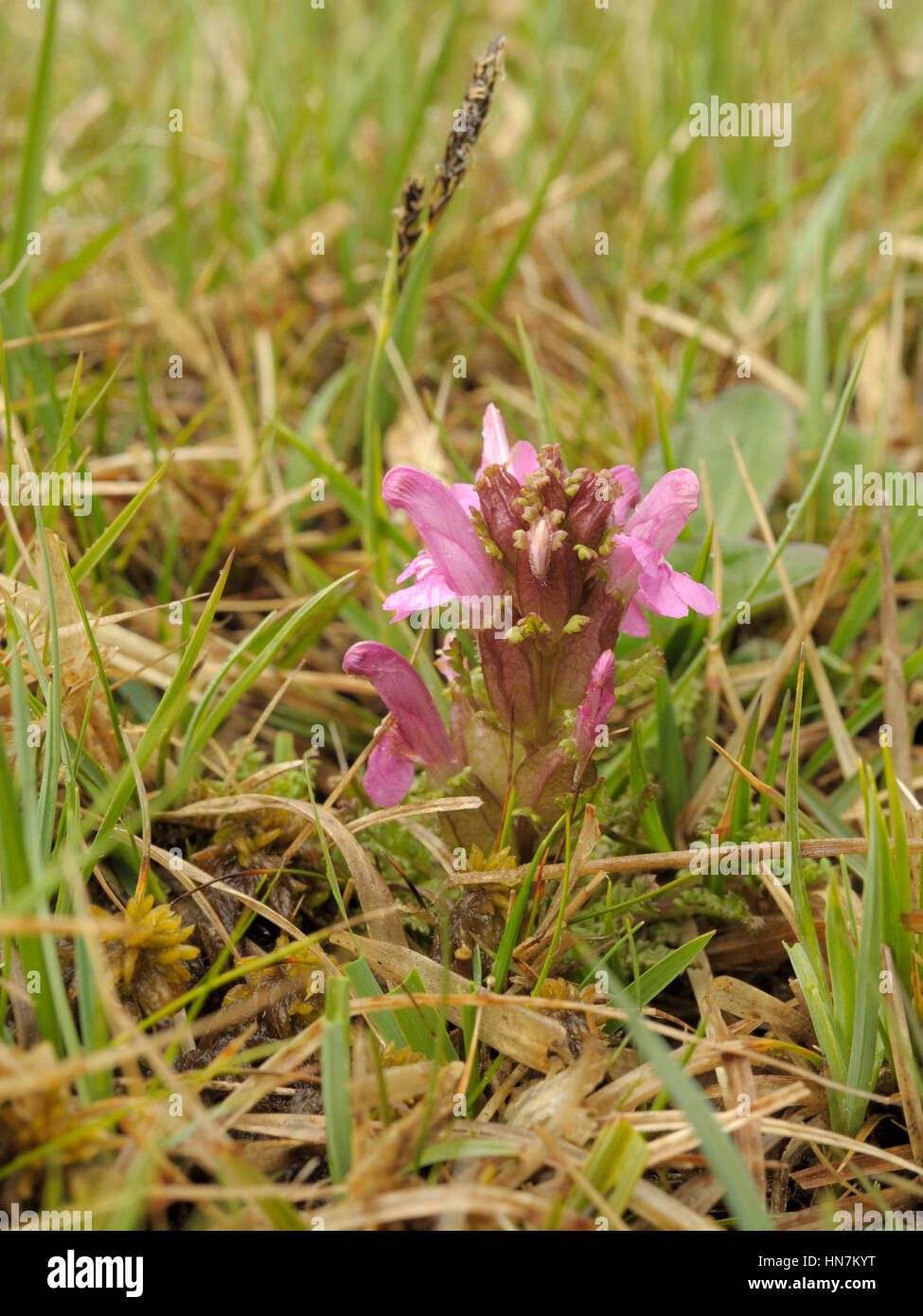 Lousewort, Pedicularis sylvatica Stock Photo - Alamy
