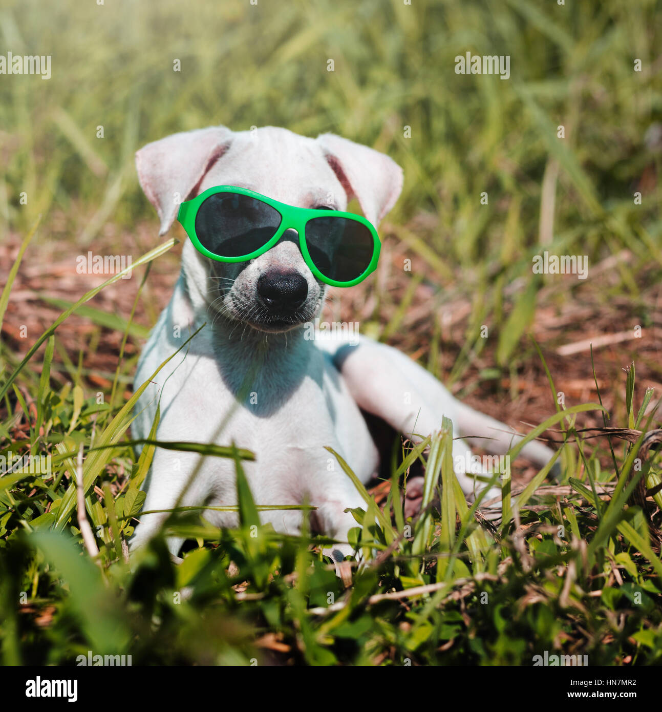 Dog Friend Cute Canine Smiling Stock Photo - Alamy