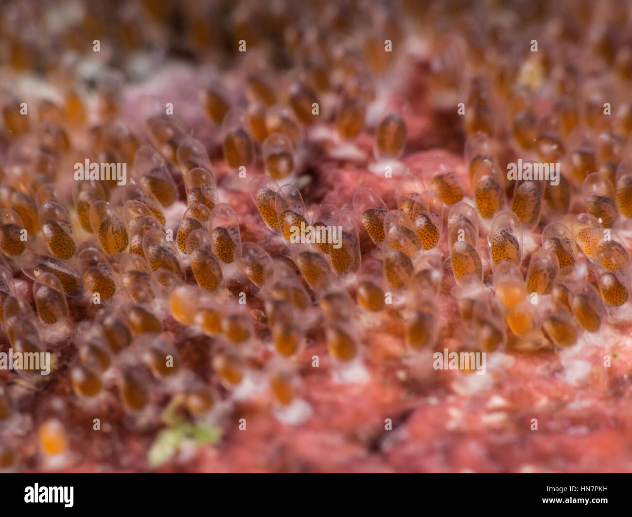 Clown fish eggs hi-res stock photography and images - Alamy