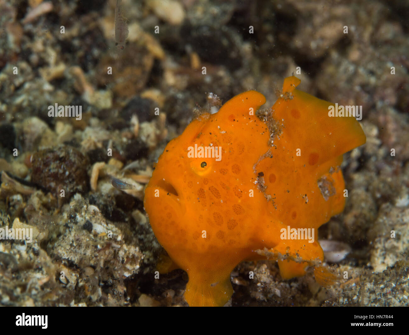 Orange frogfish hi-res stock photography and images - Alamy