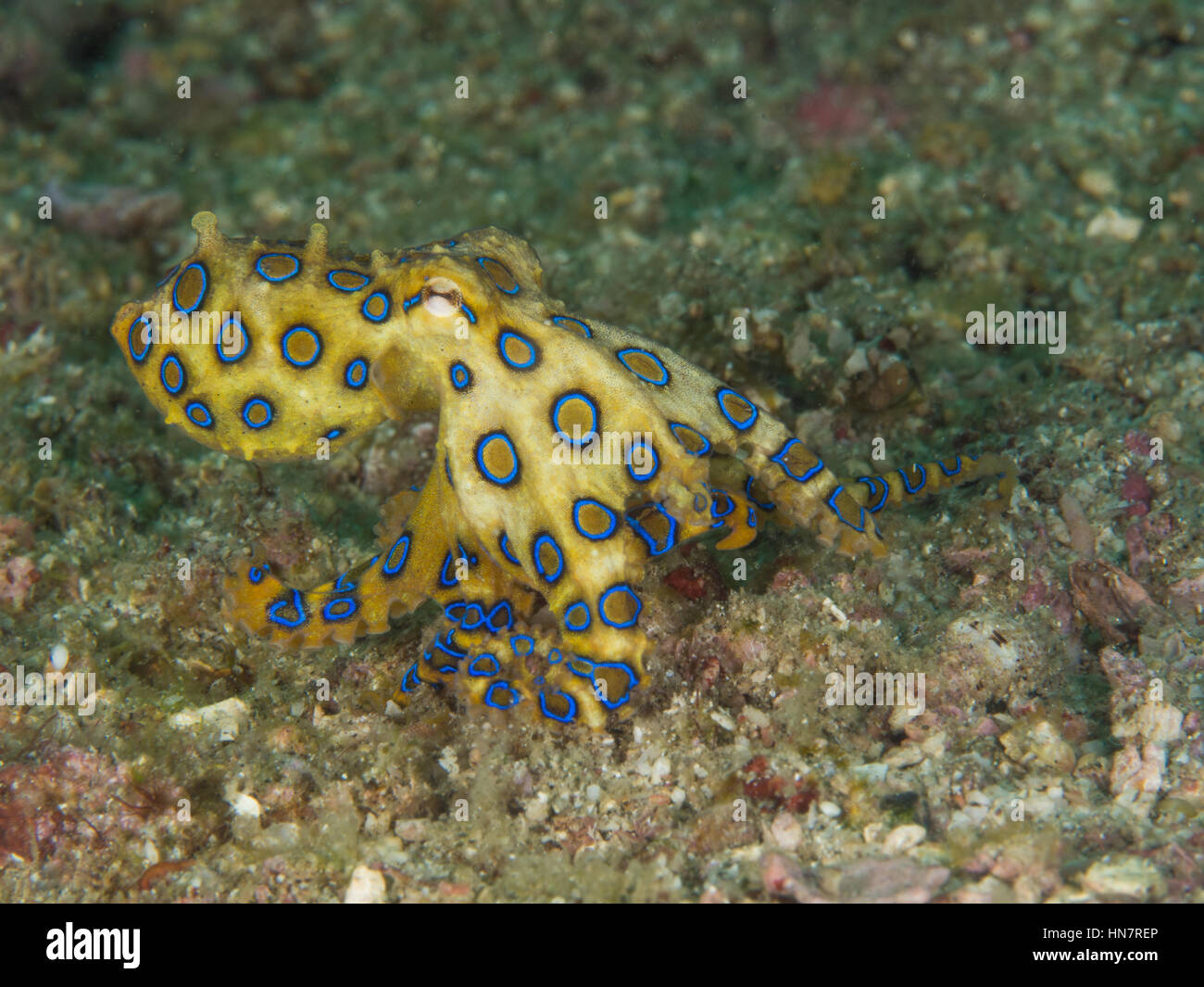 Blue ringed octopus Stock Photo - Alamy