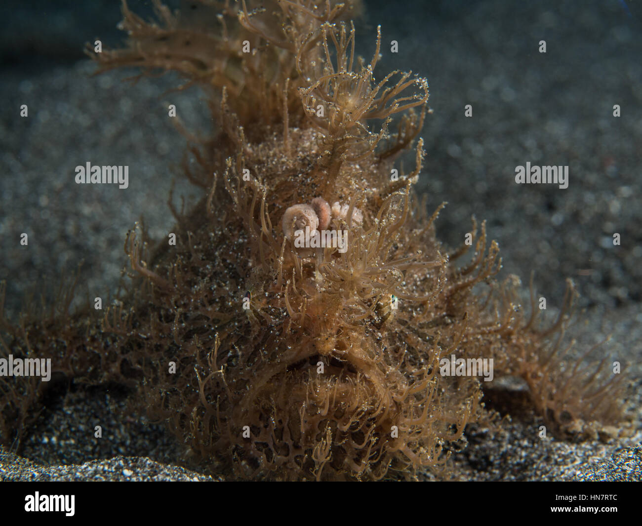 Hairy frogfish hi-res stock photography and images - Alamy