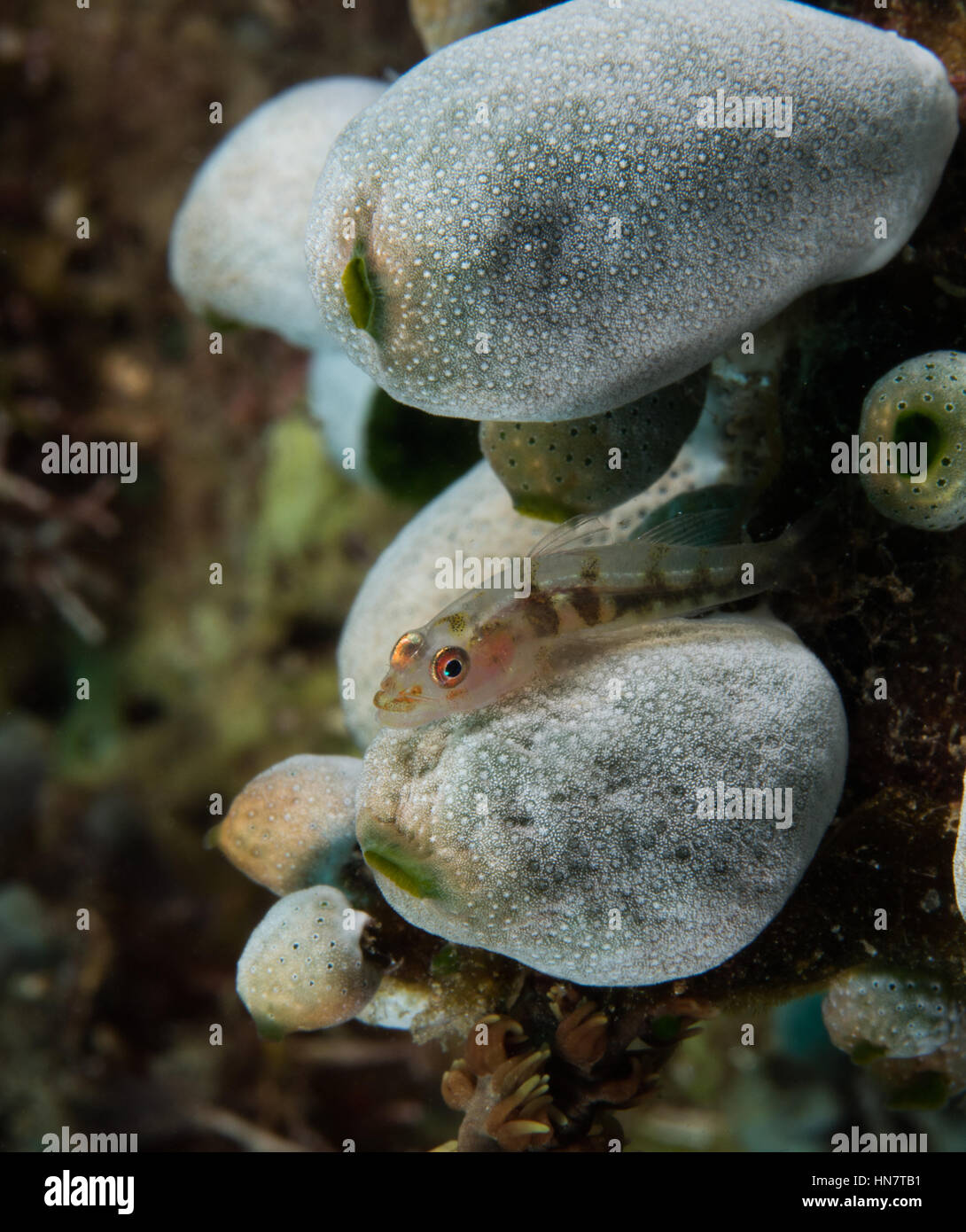whip goby on white sponge Stock Photo - Alamy
