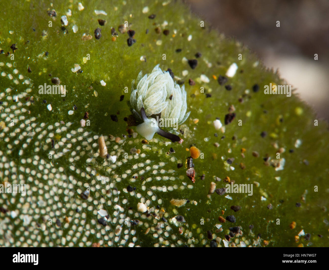 Sea slug leaf egg hi-res stock photography and images - Alamy
