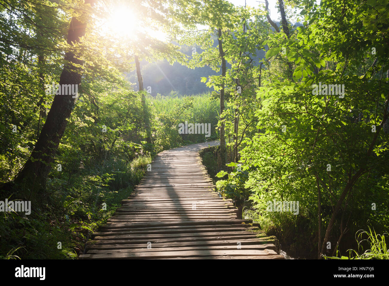 Wooden path across river in sunny green forest Stock Photo - Alamy