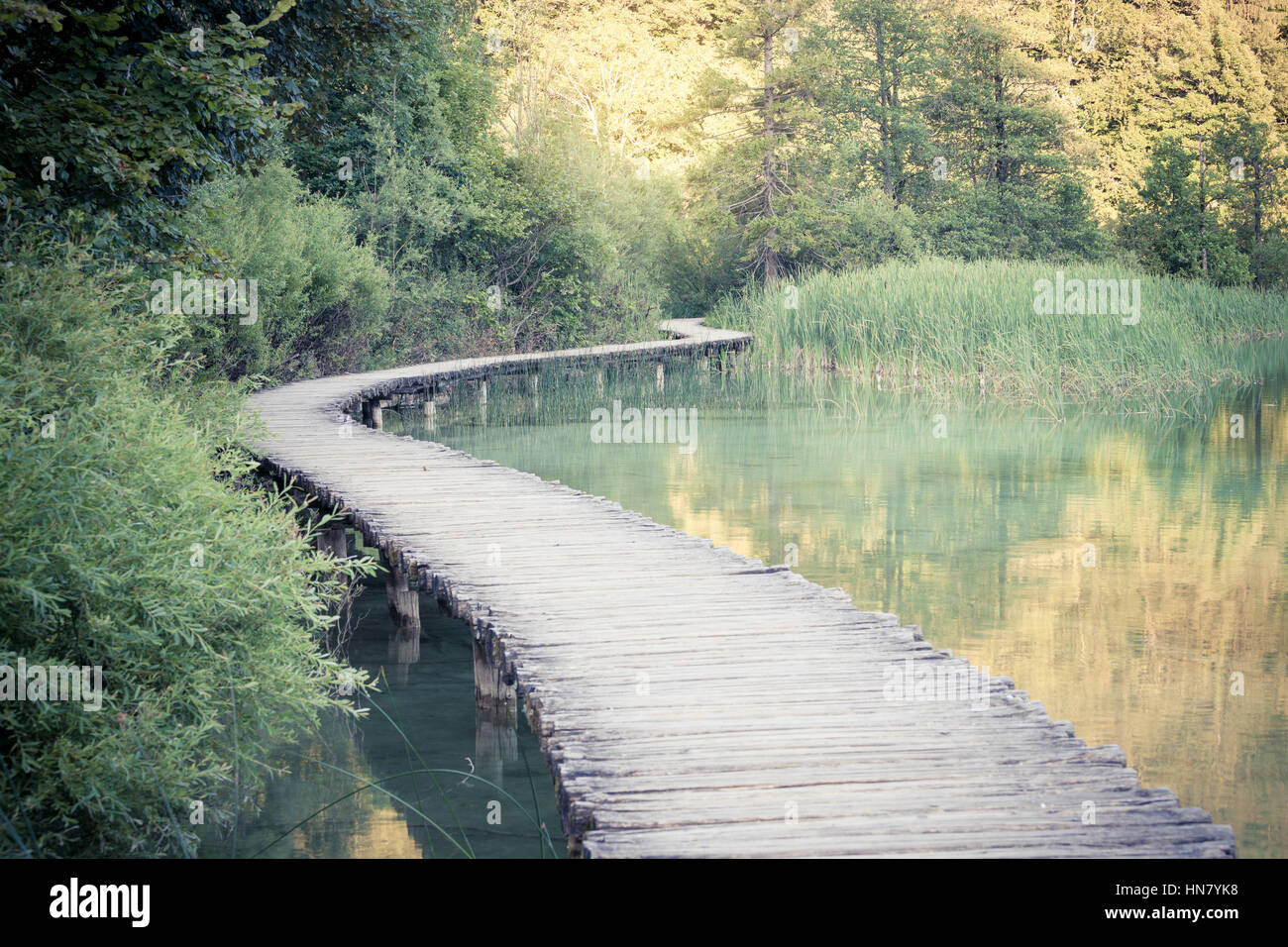 Wooden path across river in sunny green forest Stock Photo - Alamy