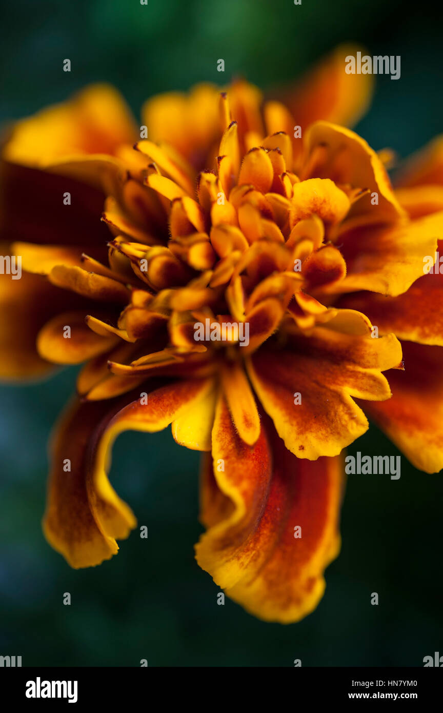 French marigold tagetes patula hi-res stock photography and images - Alamy
