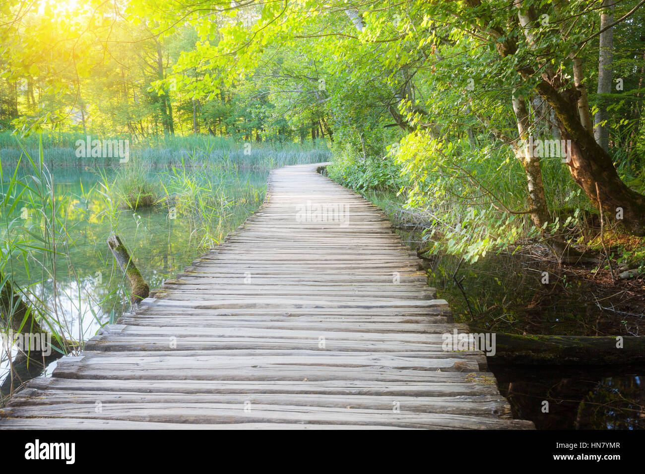Wooden path across river in sunny green forest Stock Photo - Alamy