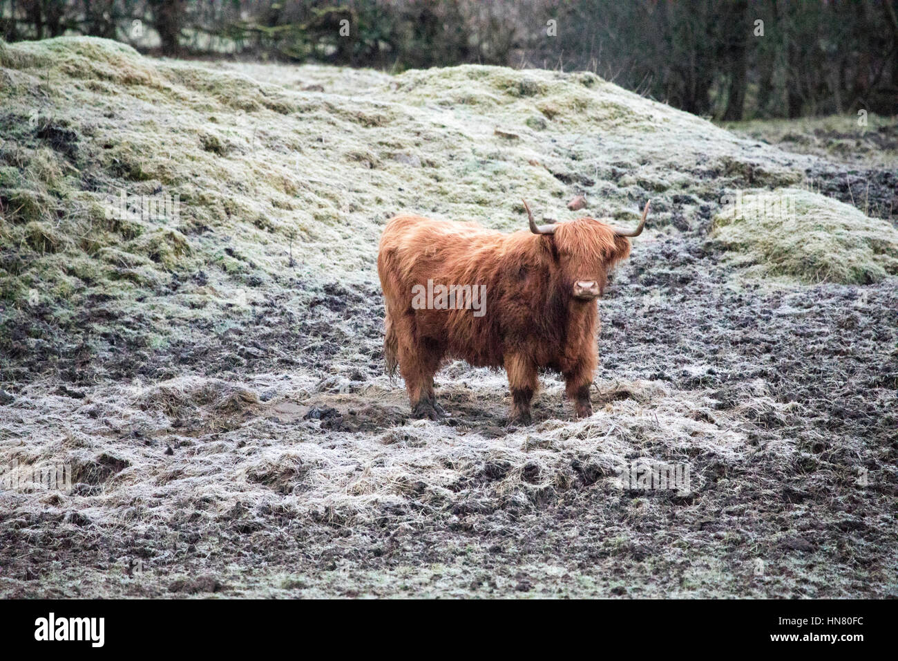 Deep red cattle hi-res stock photography and images - Alamy