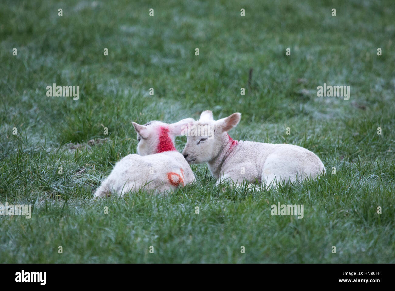Helpless lamb hi-res stock photography and images - Alamy
