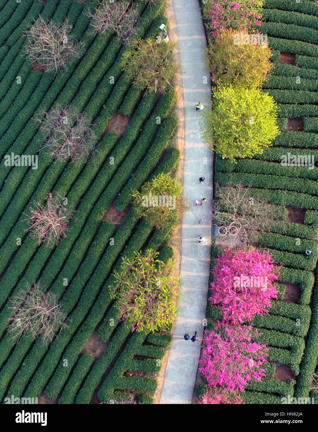 Fujian province tea plantation hi-res stock photography and images - Alamy