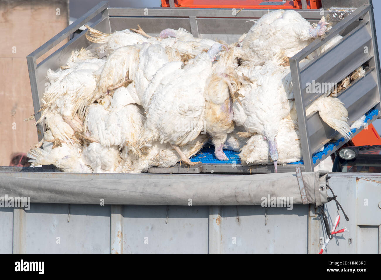 Geiselhoering, Germany. 09th Feb, 2017. Dead turkeys are dumped into a ...
