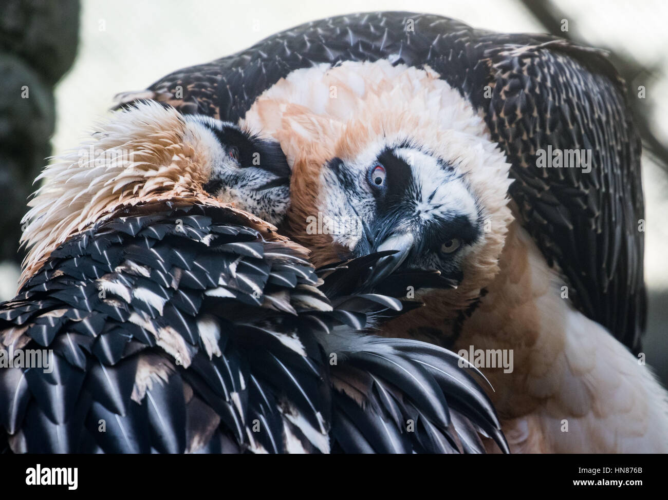 Two vultures hi-res stock photography and images - Alamy