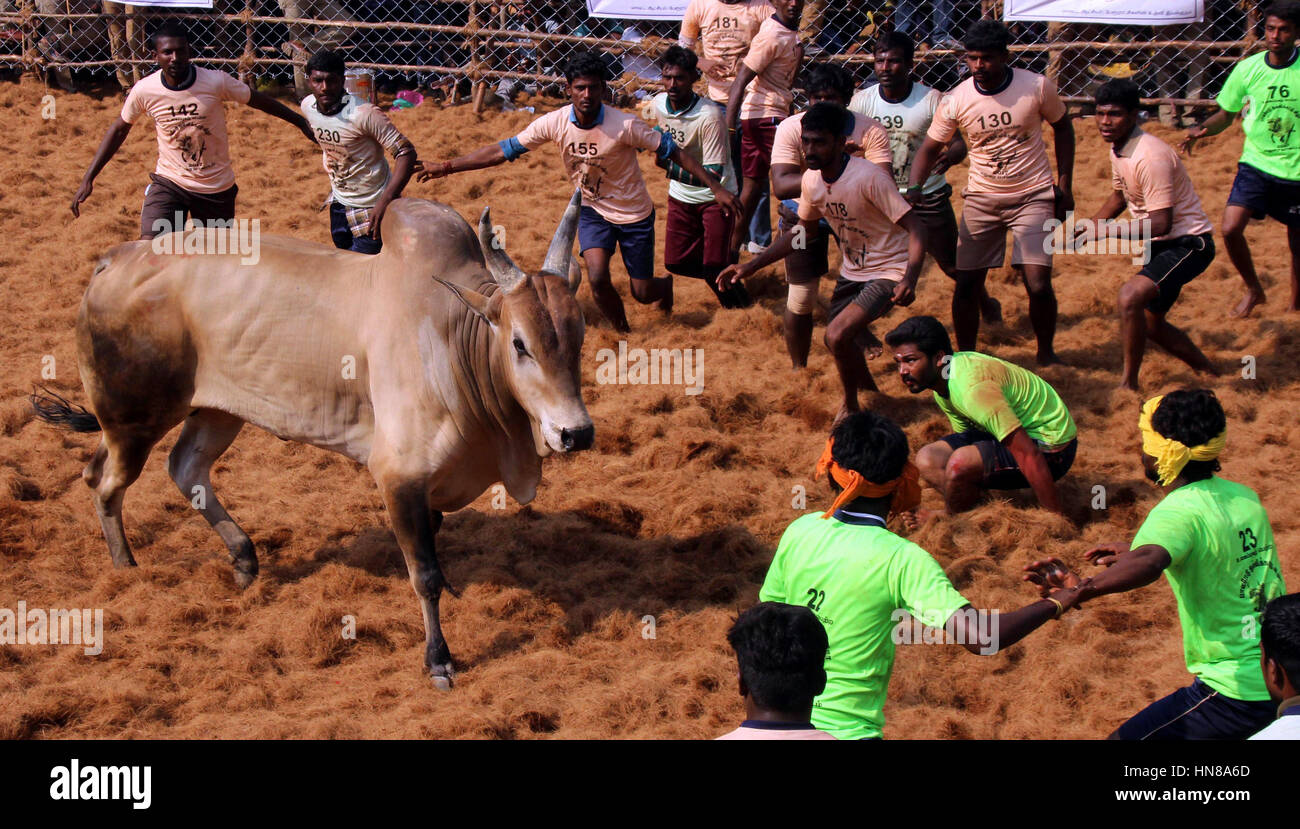 Palamedu, Indian state of Tamil Nadu. 9th Feb, 2017. Indians try to ...