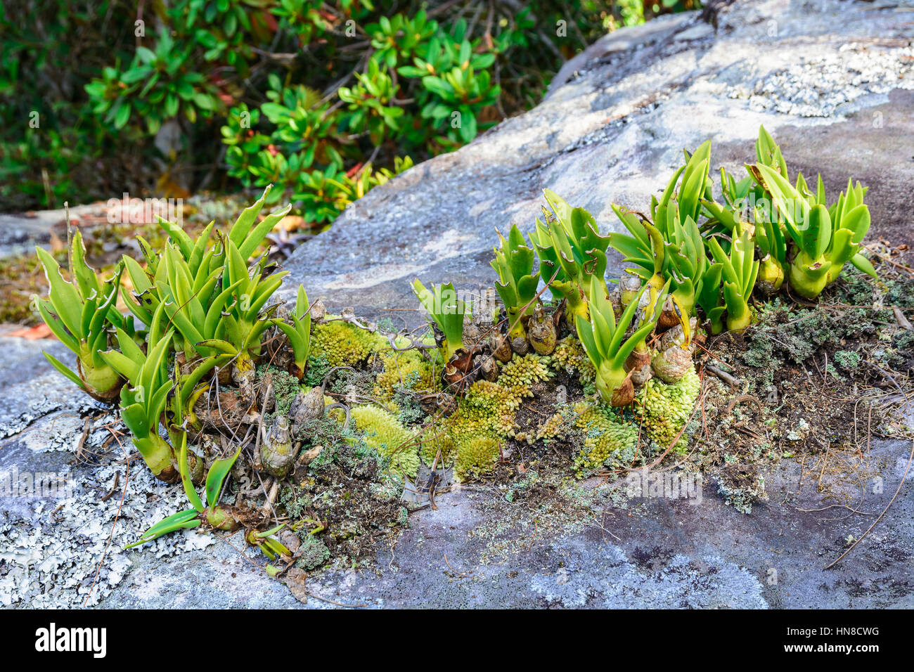 Lithoophytic orchids Depending on rocky in tropical forests Stock Photo ...