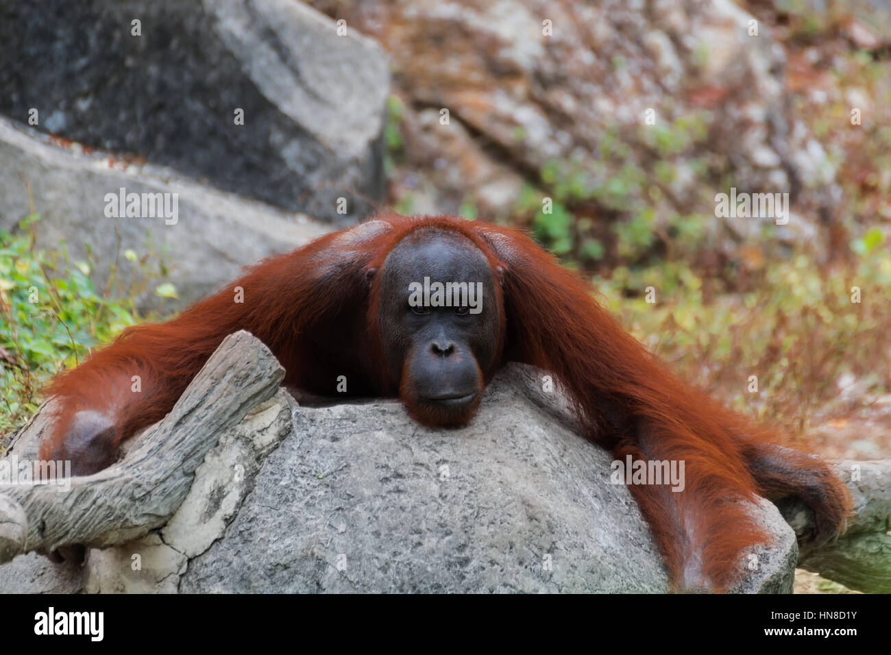 Orangutan or Pongo pygmaeus sitting in the forest, natural habitat ...