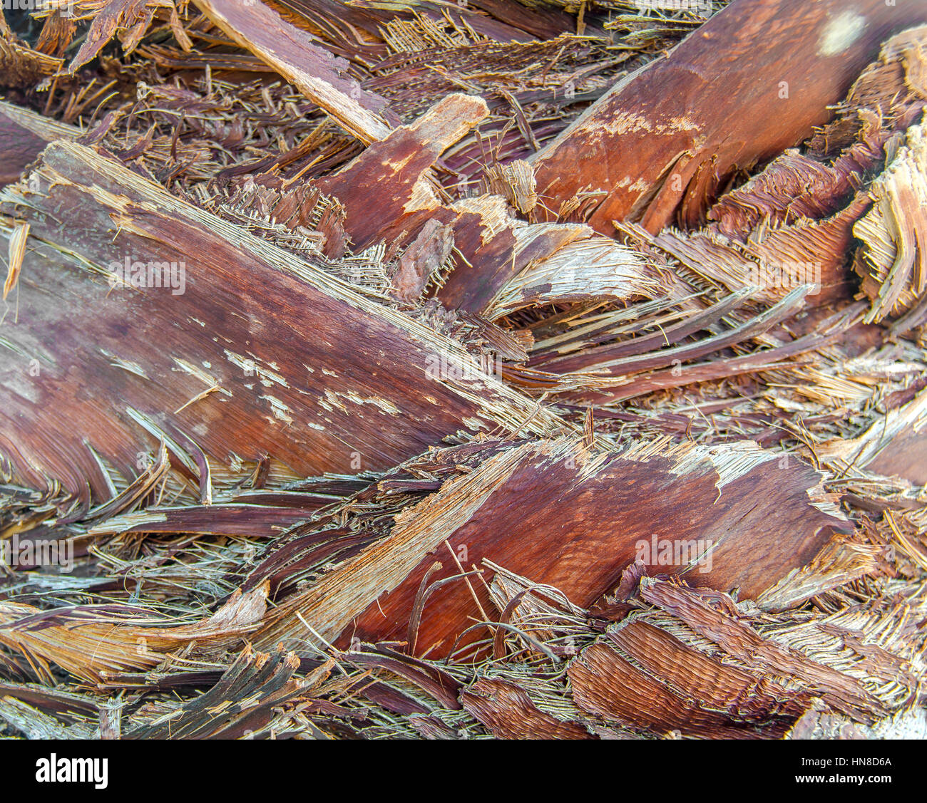 Palm bark texture hi-res stock photography and images - Alamy