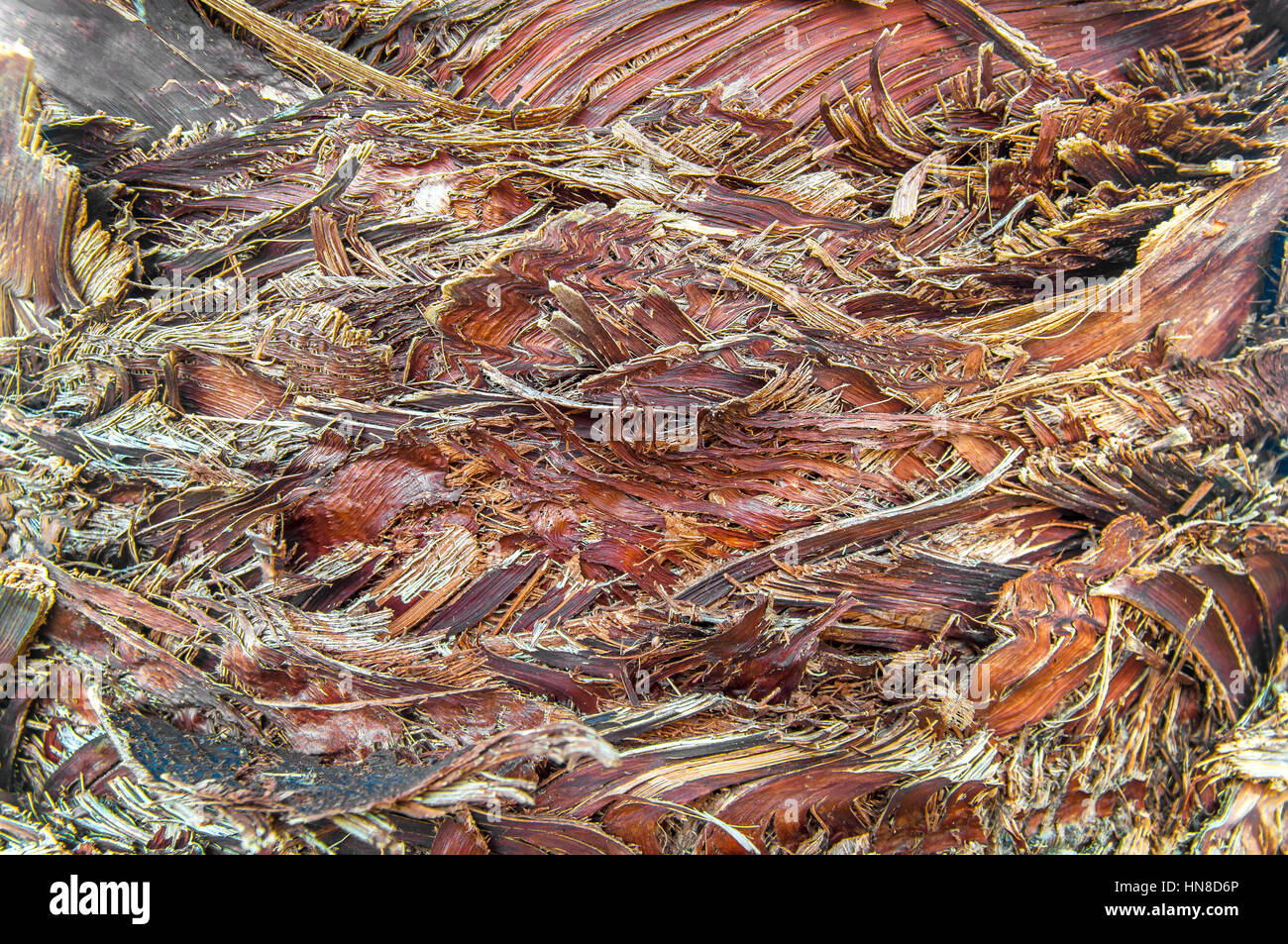 Date palm texture hi-res stock photography and images - Alamy