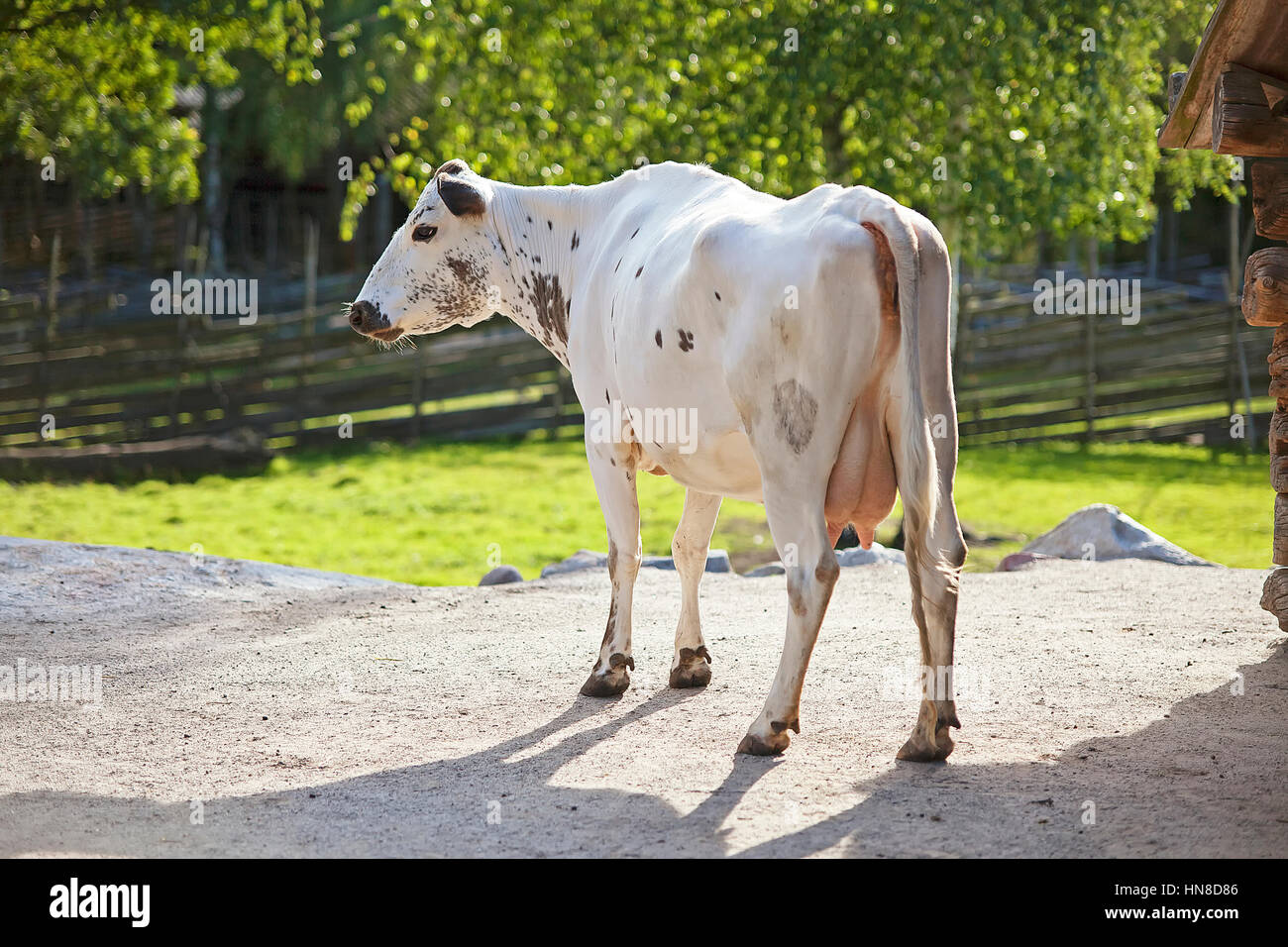 White park cow hi-res stock photography and images - Alamy